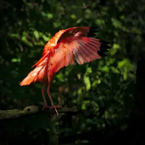 Scarlet Ibis - Facts, Diet, Habitat & Pictures on Animalia.bio