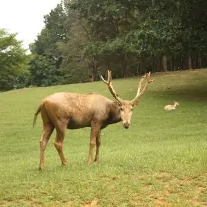 Père David's Deer - Facts, Diet, Habitat & Pictures on Animalia.bio