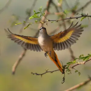 Small minivet - Facts, Diet, Habitat & Pictures on Animalia.bio
