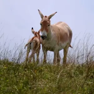 Persian Onager - Facts, Diet, Habitat & Pictures on Animalia.bio