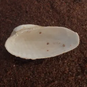 Petricolaria pholadiformis - факти, дієта, ареал і фотографії на ...