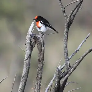 Red-capped robin - Facts, Diet, Habitat & Pictures on Animalia.bio