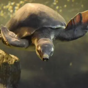 Pig-Nosed Turtle - Facts, Diet, Habitat & Pictures on Animalia.bio