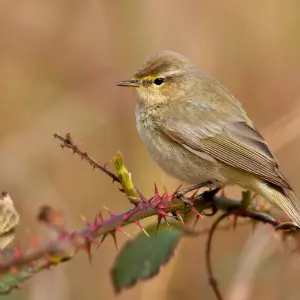 Common Chiffchaff - Facts, Diet, Habitat & Pictures on Animalia.bio