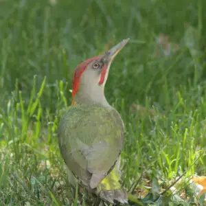 Picus sharpei - факти, дієта, ареал і фотографії на Animalia.bio