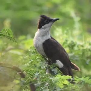 Jacobin cuckoo - Facts, Diet, Habitat & Pictures on Animalia.bio