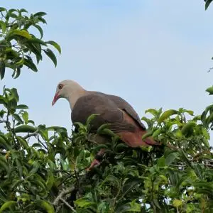 Pink Pigeon - Facts, Diet, Habitat & Pictures on Animalia.bio