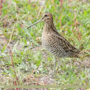 Pin-tailed snipe - Facts, Diet, Habitat & Pictures on Animalia.bio
