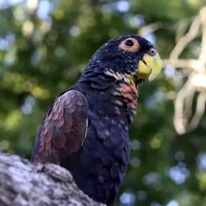 Bronze-winged parrot - Facts, Diet, Habitat & Pictures on Animalia.bio