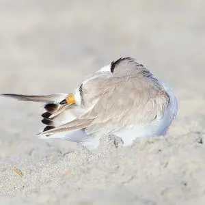 Piping Plover - Facts, Diet, Habitat & Pictures on Animalia.bio