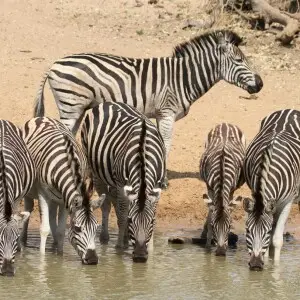 Burchell's zebra - Facts, Diet, Habitat & Pictures on Animalia.bio