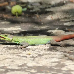 Common flat lizard - Facts, Diet, Habitat & Pictures on Animalia.bio