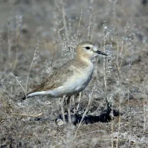 Mountain Plover - Facts, Diet, Habitat & Pictures on Animalia.bio