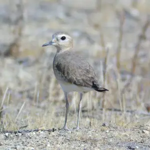 Mountain Plover - Facts, Diet, Habitat & Pictures on Animalia.bio