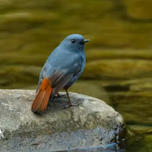 Plumbeous water redstart - Facts, Diet, Habitat & Pictures on Animalia.bio