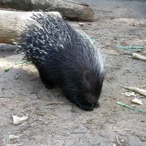 Cape Porcupine - Facts, Diet, Habitat & Pictures on Animalia.bio