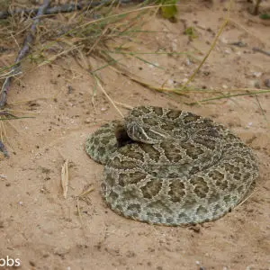 Prairie Rattlesnake - Facts, Diet, Habitat & Pictures on Animalia.bio