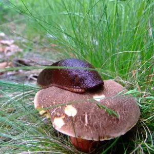 Red slug - Facts, Diet, Habitat & Pictures on Animalia.bio