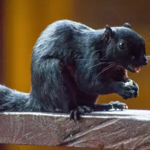 Prevost's squirrel - Facts, Diet, Habitat & Pictures on Animalia.bio