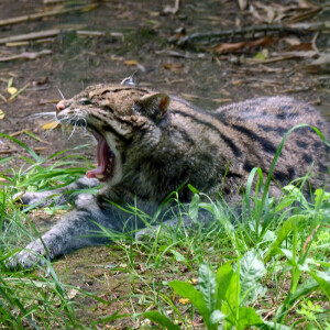 Fishing Cat - Facts, Diet, Habitat & Pictures on Animalia.bio