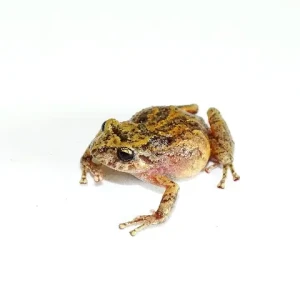 Pristimantis bogotensis - Facts, Diet, Habitat & Pictures on Animalia.bio