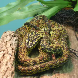 Protobothrops jerdonii - Facts, Diet, Habitat & Pictures on Animalia.bio