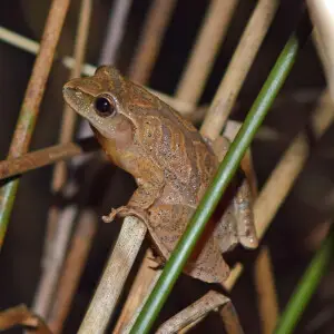 Spring peeper - Facts, Diet, Habitat & Pictures on Animalia.bio