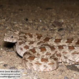 Persian horned viper - Facts, Diet, Habitat & Pictures on Animalia.bio