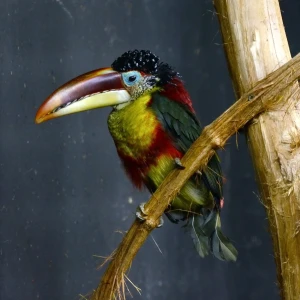 Curl-crested aracari - Facts, Diet, Habitat & Pictures on Animalia.bio