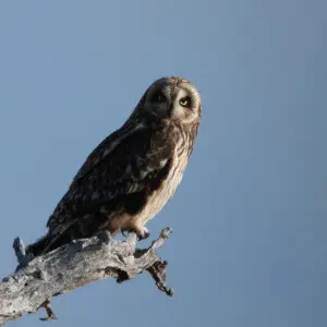 Pueo - Facts, Diet, Habitat & Pictures on Animalia.bio