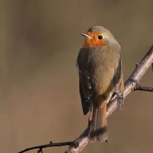 European Robin - Facts, Diet, Habitat & Pictures on Animalia.bio