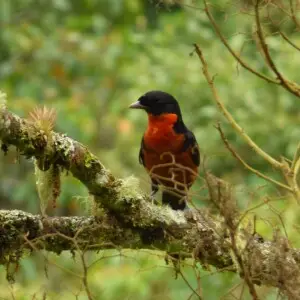 Red-ruffed fruitcrow - Facts, Diet, Habitat & Pictures on Animalia.bio