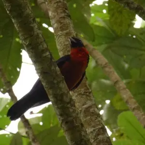 Red-ruffed fruitcrow - Facts, Diet, Habitat & Pictures on Animalia.bio