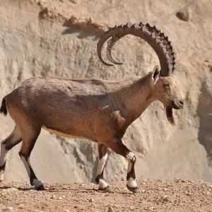 Nubian Ibex - Facts, Diet, Habitat & Pictures on Animalia.bio
