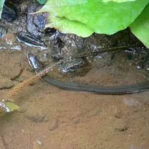 Queen Snake - Facts, Diet, Habitat & Pictures on Animalia.bio