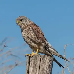 Common Kestrel - Facts, Diet, Habitat & Pictures on Animalia.bio