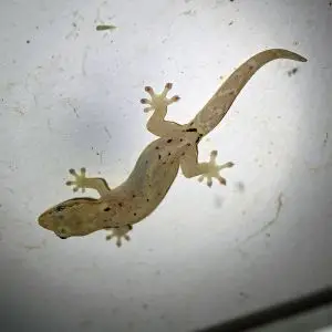 Mourning Gecko - Facts, Diet, Habitat & Pictures on Animalia.bio