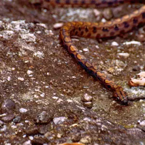 Rainbow Boa - Facts, Diet, Habitat & Pictures on Animalia.bio