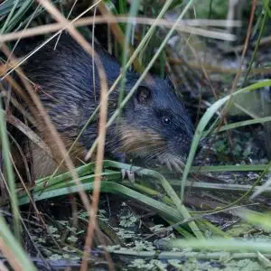 Rakali - Facts, Diet, Habitat & Pictures on Animalia.bio