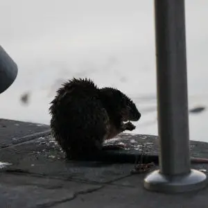 Rakali - Facts, Diet, Habitat & Pictures on Animalia.bio