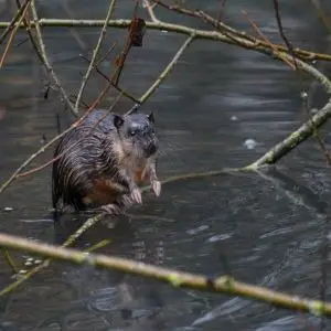 Rakali - Facts, Diet, Habitat & Pictures on Animalia.bio