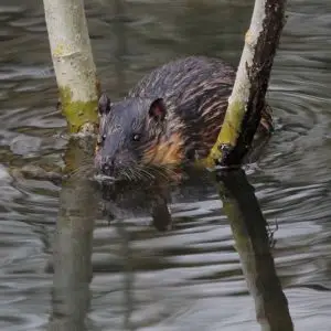 Rakali - Facts, Diet, Habitat & Pictures on Animalia.bio