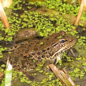 California red-legged frog - Facts, Diet, Habitat & Pictures on ...