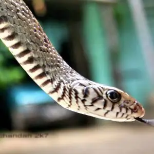 Oriental Ratsnake - Facts, Diet, Habitat & Pictures on Animalia.bio