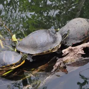 Northern red-bellied cooter - Facts, Diet, Habitat & Pictures on ...