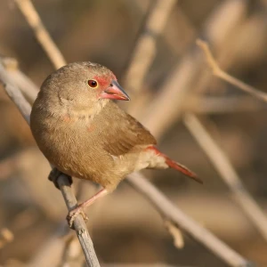 Red-billed firefinch - Facts, Diet, Habitat & Pictures on Animalia.bio