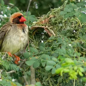 Red-billed quelea - Facts, Diet, Habitat & Pictures on Animalia.bio