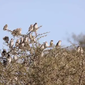 Red-billed quelea - Facts, Diet, Habitat & Pictures on Animalia.bio