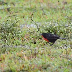 Red-breasted meadowlark - Facts, Diet, Habitat & Pictures on Animalia.bio