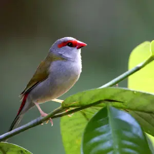 Red-Browed Finch - Facts, Diet, Habitat & Pictures on Animalia.bio